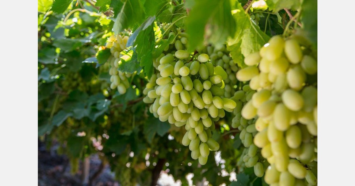 Organic table grapes highlighted