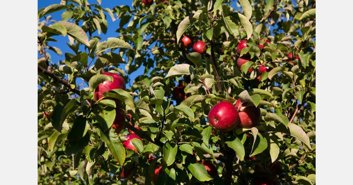 Organic apple and pear distribution increases