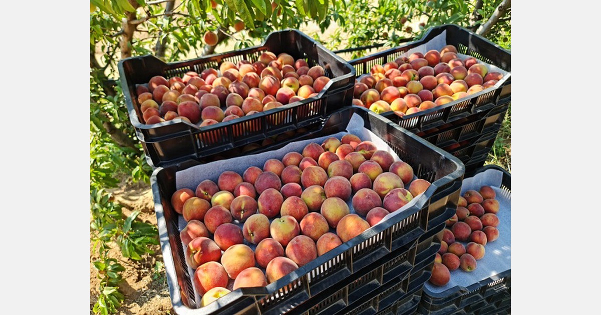 Promising start to South African organic stonefruit