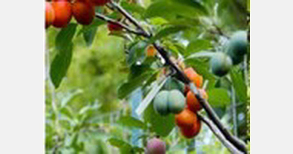 University professor grows 40 different fruits on a single tree