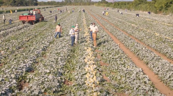 Central American melon growers draw attention to spiking input costs