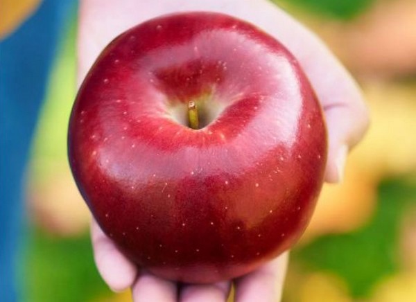 Early start for Washington Cosmic Crisp® apple