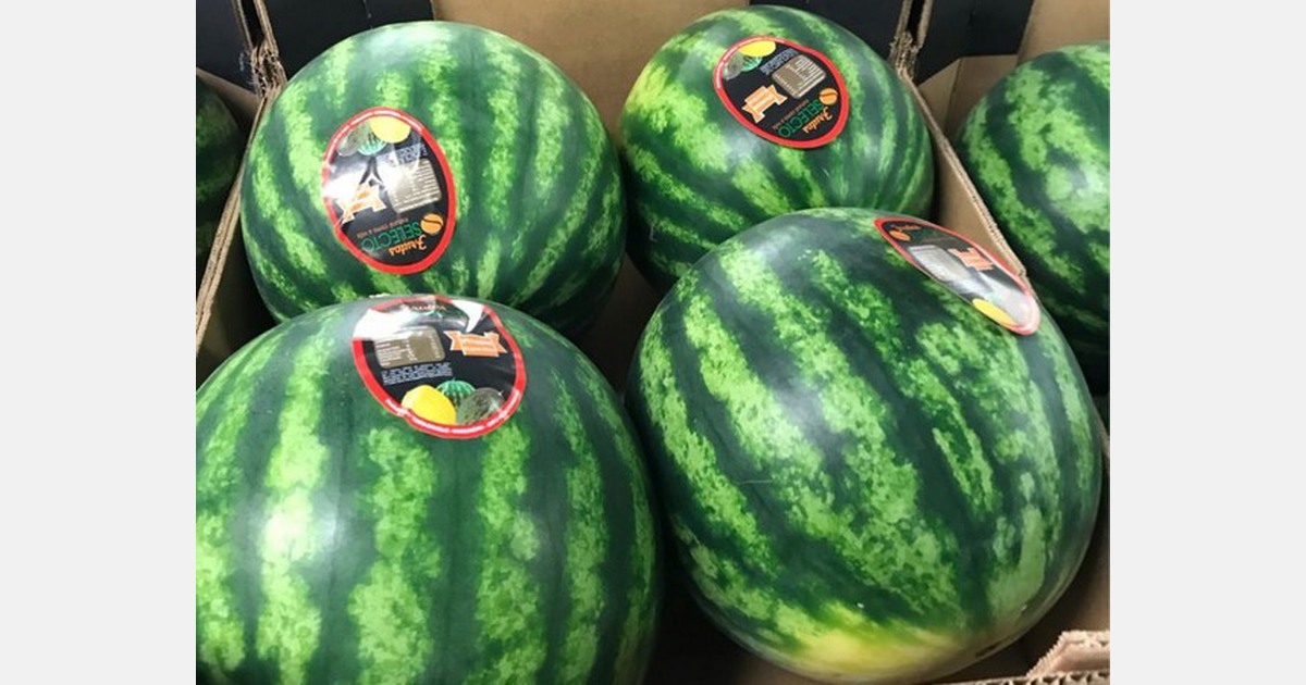 Brazilian melon season ongoing, abundance of big sizes a challenge