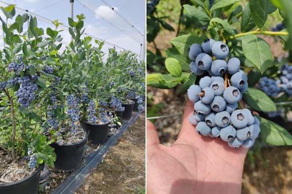 Serbian blueberry production and export on the rise