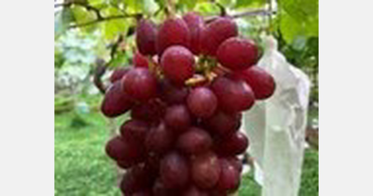 Queen Rouge seedless brings sweeter twist to Japanese grapes