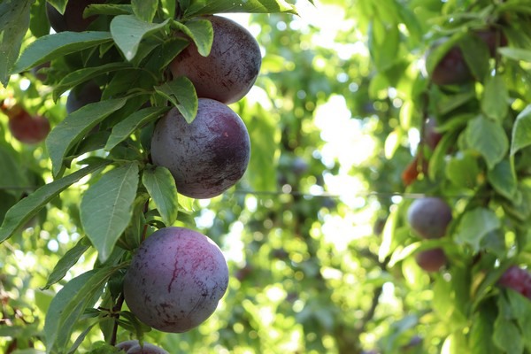 Harvest starts on new, super sweet late season California plums