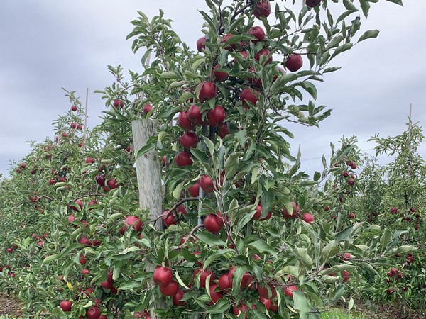 RubyFrost apples are back with bigger crop