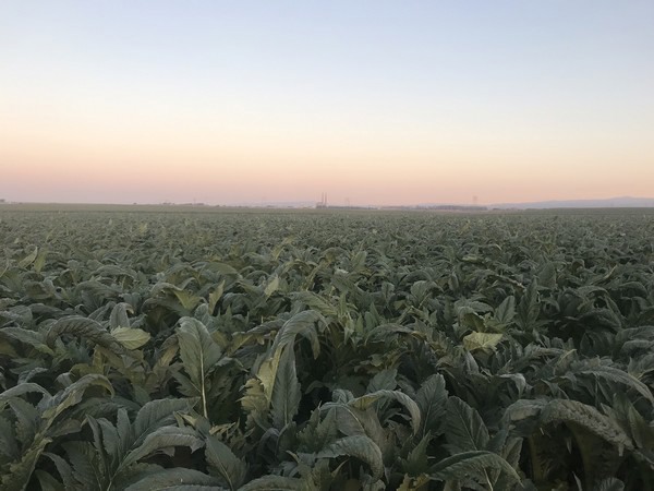 Ocean Mist Farms announces new President and kicks off Cardone season