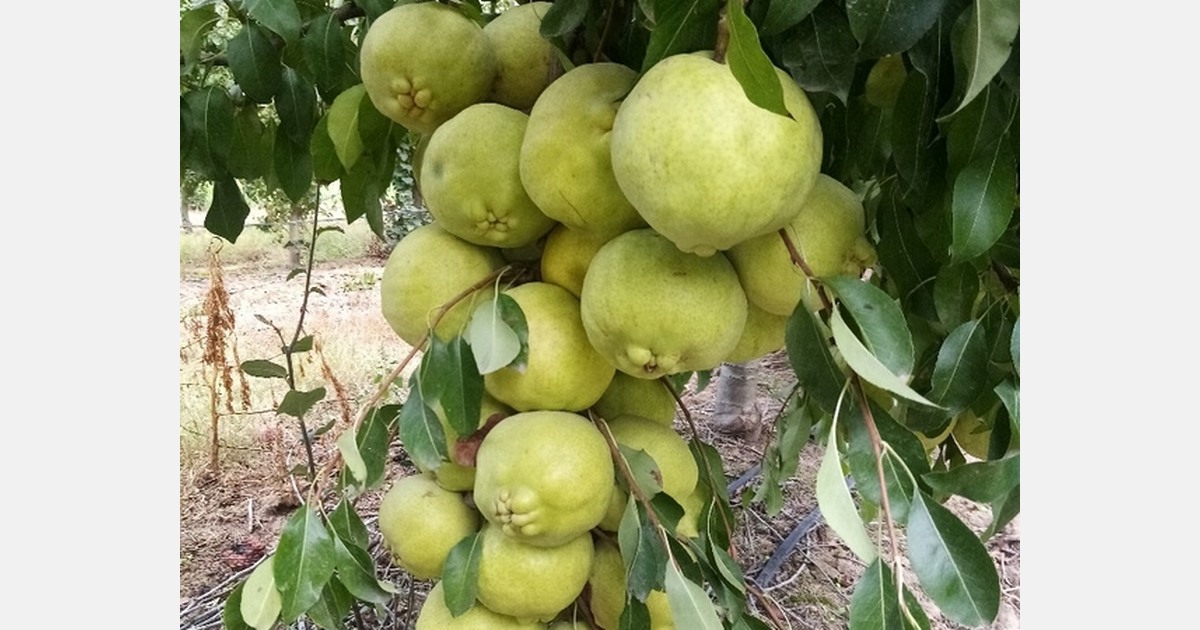 “Overall it’s a good year for Turkish pear growers”