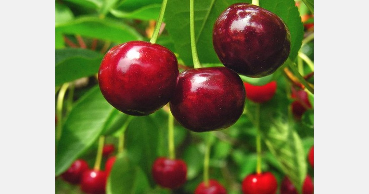 Chilean cherry estimate approximately 10 percent larger this season