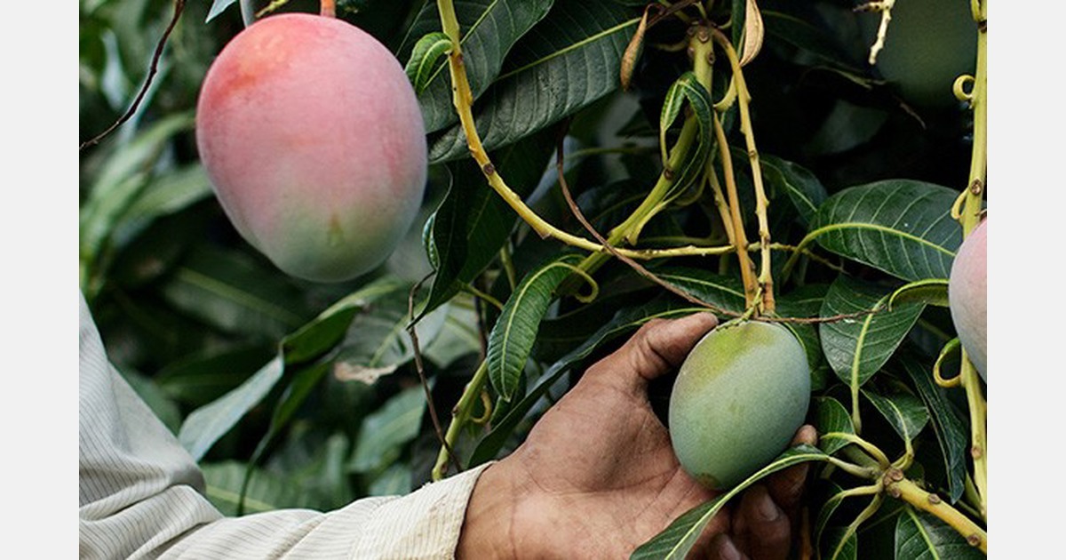 Mango crop update from Brazil and Ecuador