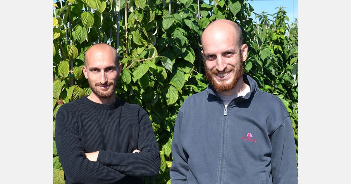 G-Berries and Dole PLC: a partnership for Mexico