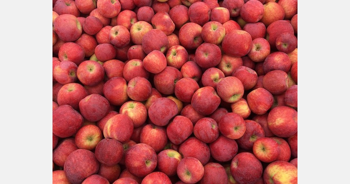 Strong Pazazz apple crop headed to store