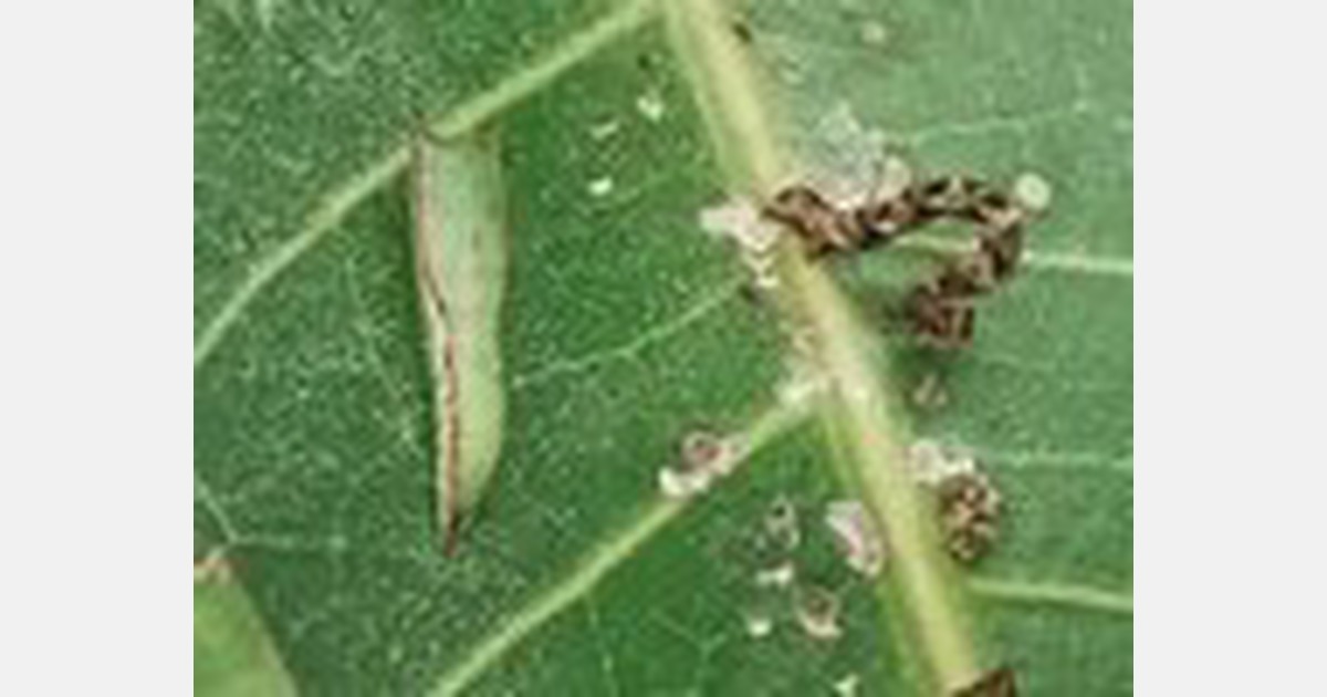 Mango Shoot Looper detected in North Queensland