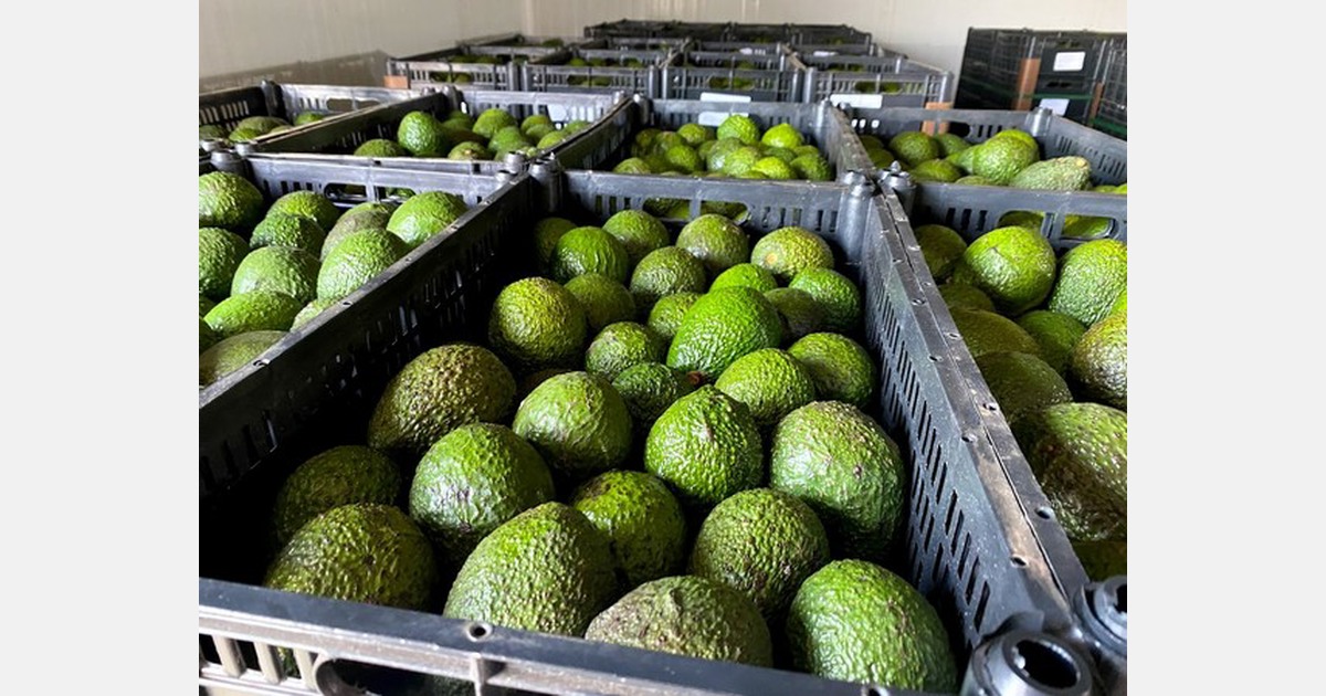 Ups and downs in expanding opportunities for Brazilian avocados