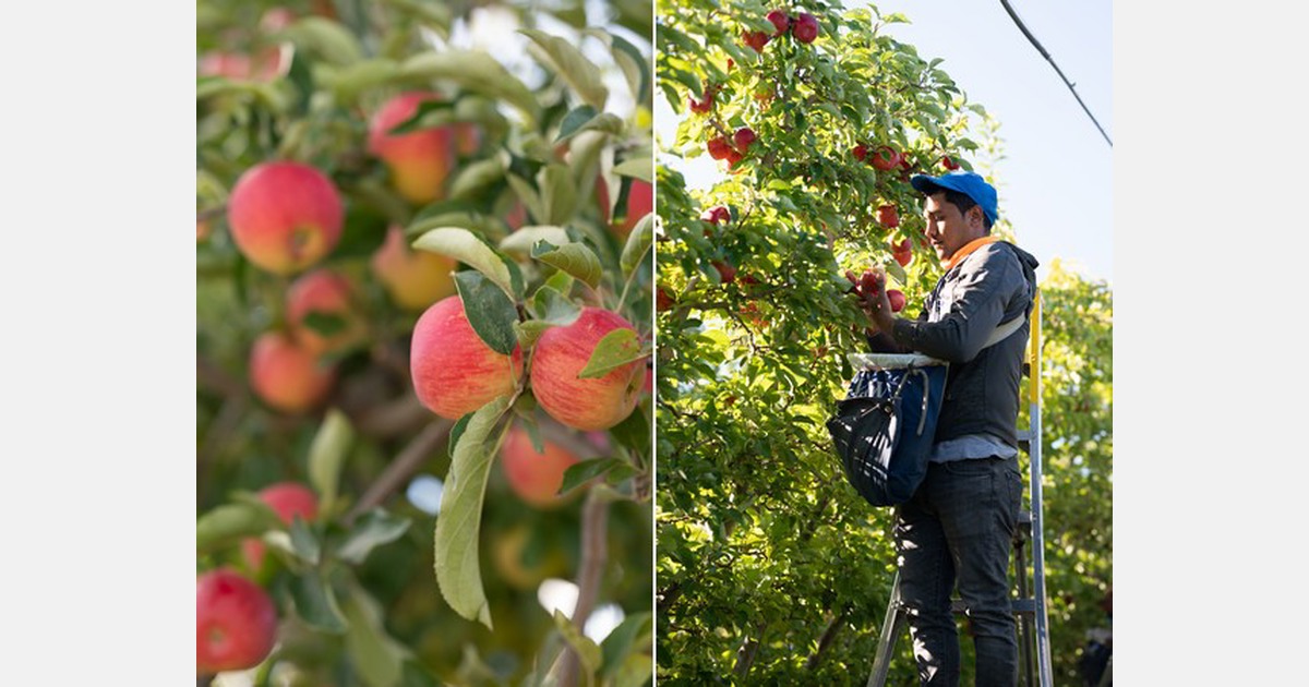 Lady Alice apple variety thrives during unique growing year