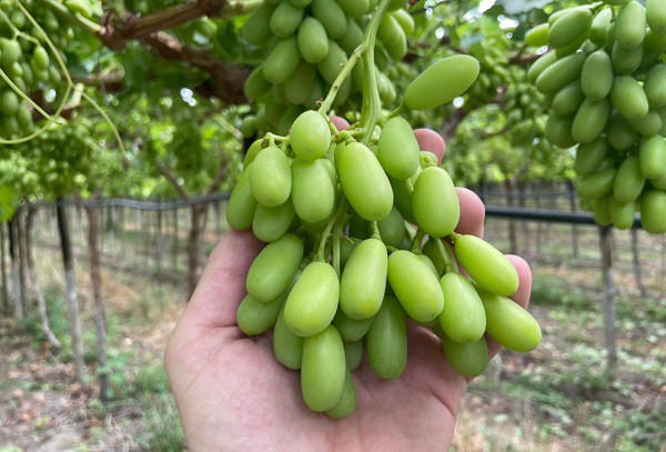 TopFruit: “We expect ARRA 33 – ARRA Honey Pop™ will dominate early ...