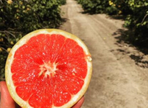 “Texas is known for producing one of the sweetest grapefruit varieties"