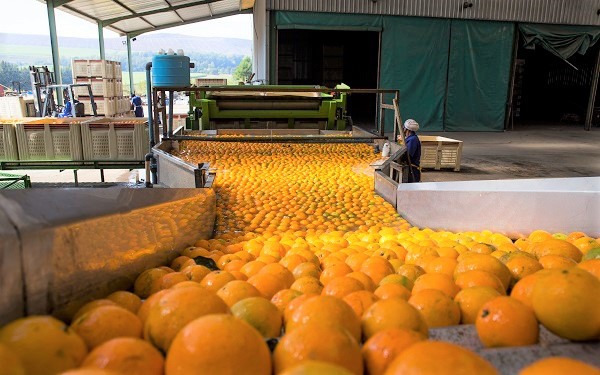 KwaZulu-Natal citrus packhouse looks forward to adding avos
