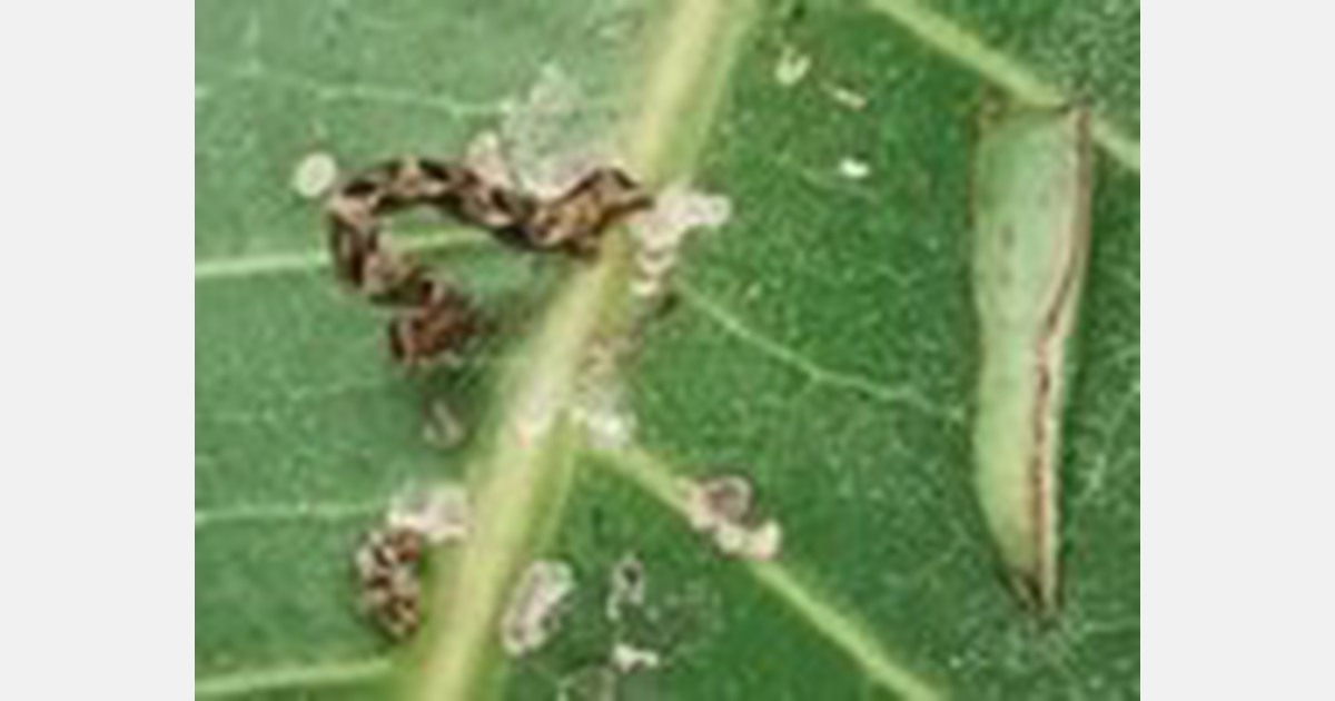 Mango shoot looper detected in Queensland