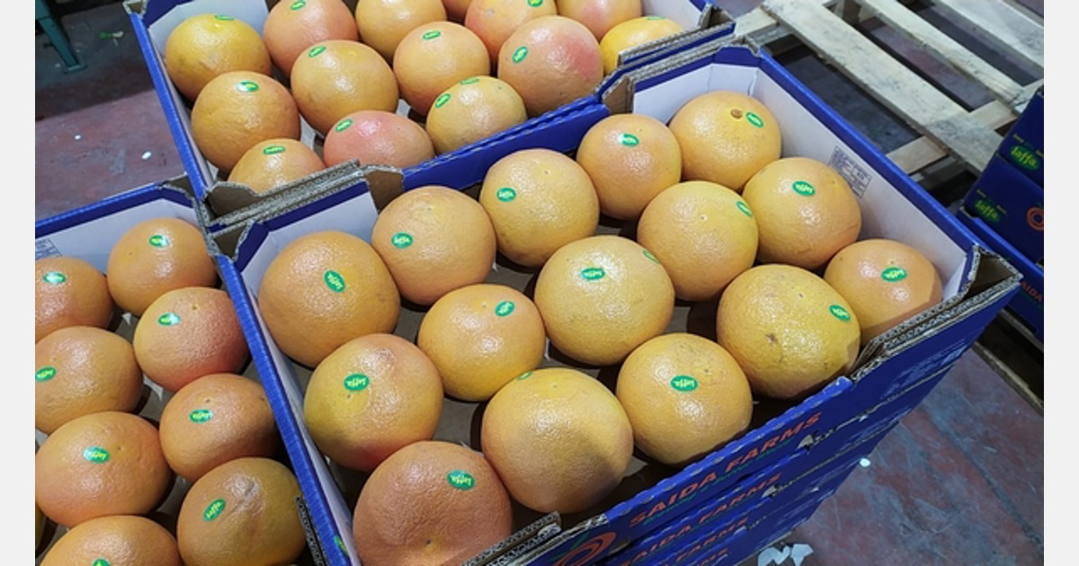 “Israeli citrus export volumes are expected to increase this year”