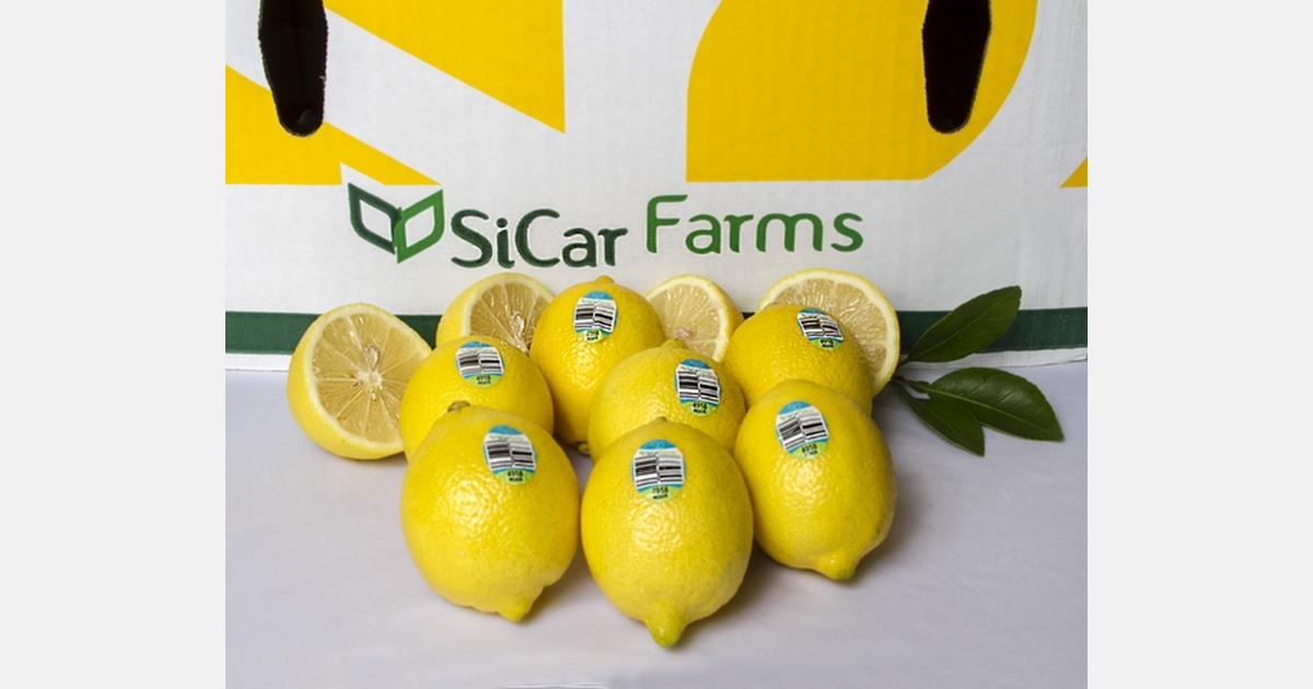 'Winter citrus season is thriving'