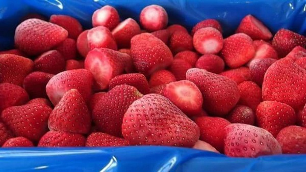 Egyptian strawberry season now in full swing
