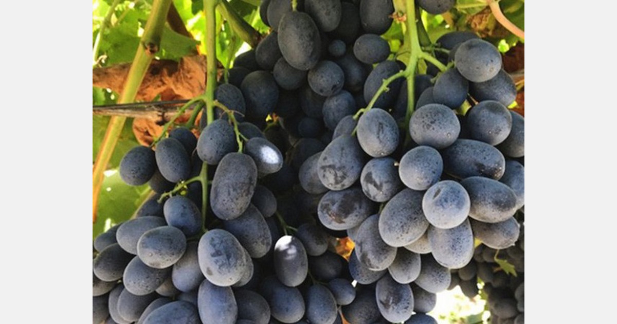 South African grape outlook