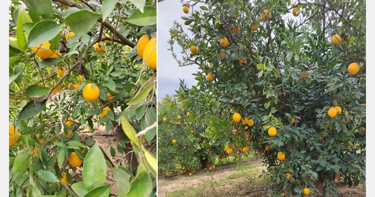 “There’s a production shortage of about 50%, which will be good for demand”