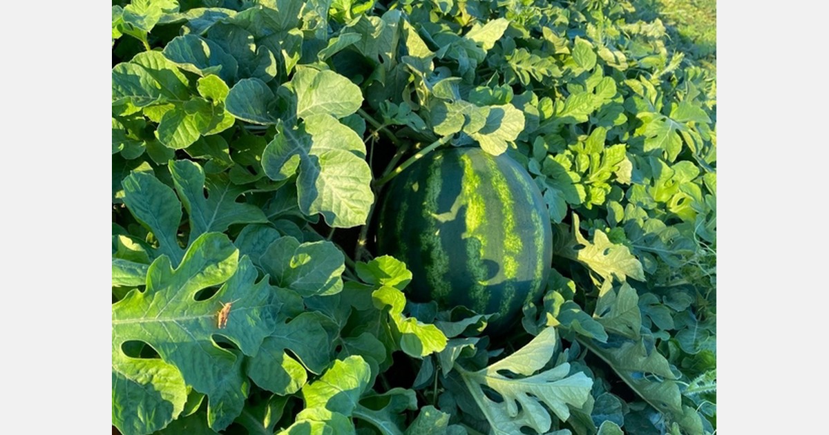 Australian melon export figures climbed in the third quarter of 2021
