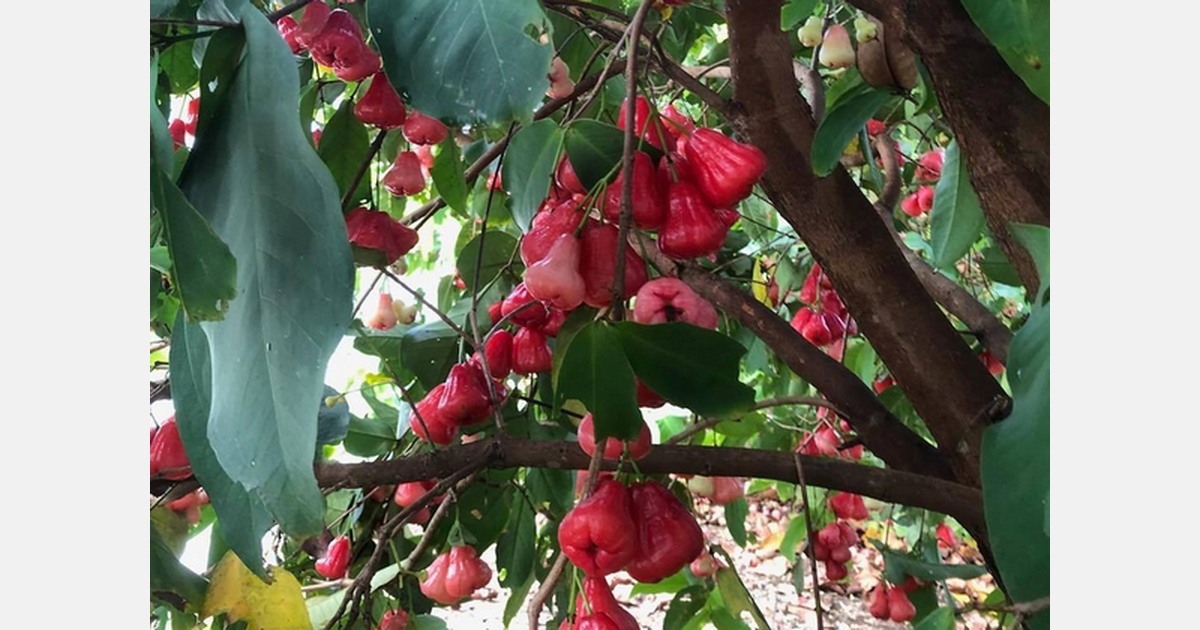 A "frenzy" of demand for the fast emerging and popular Wax Jambu in ...