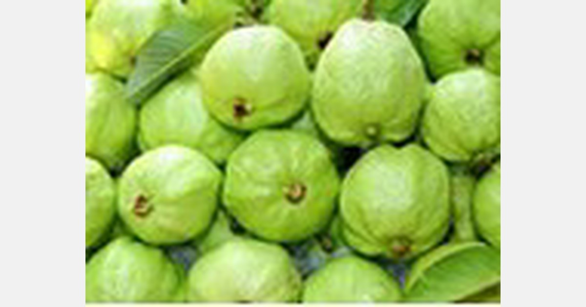 South African guava cultivar program to reinvigorate industry