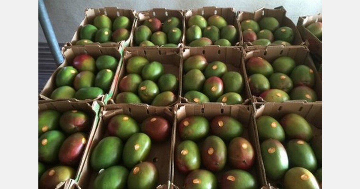 Logistics influence mango movement and pricing