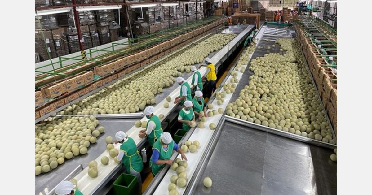 Logistics problems and high costs pressure melon industry