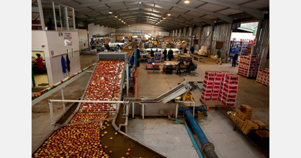 Free State apple packer expects 35% increase in volumes this year