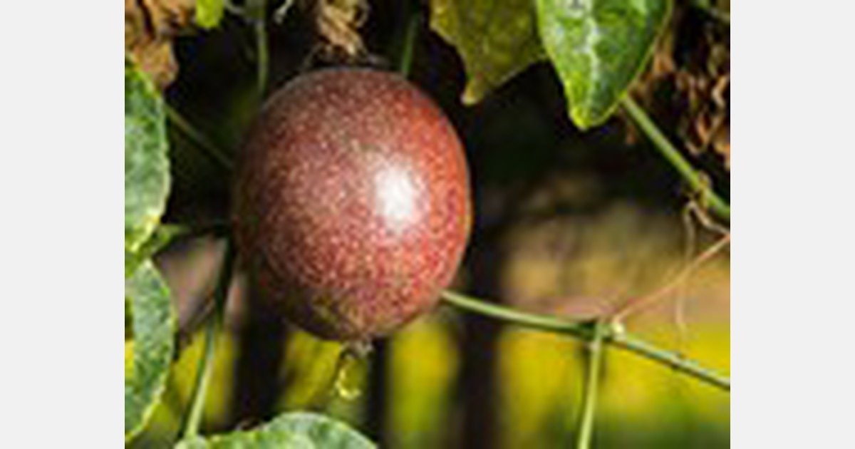 Rwanda well-positioned to capture EU market share for passion fruit