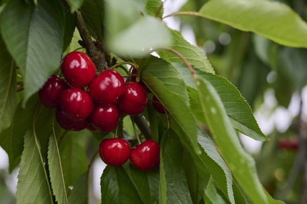Cherry breeding in Africa provides opportunities to meet growing demand