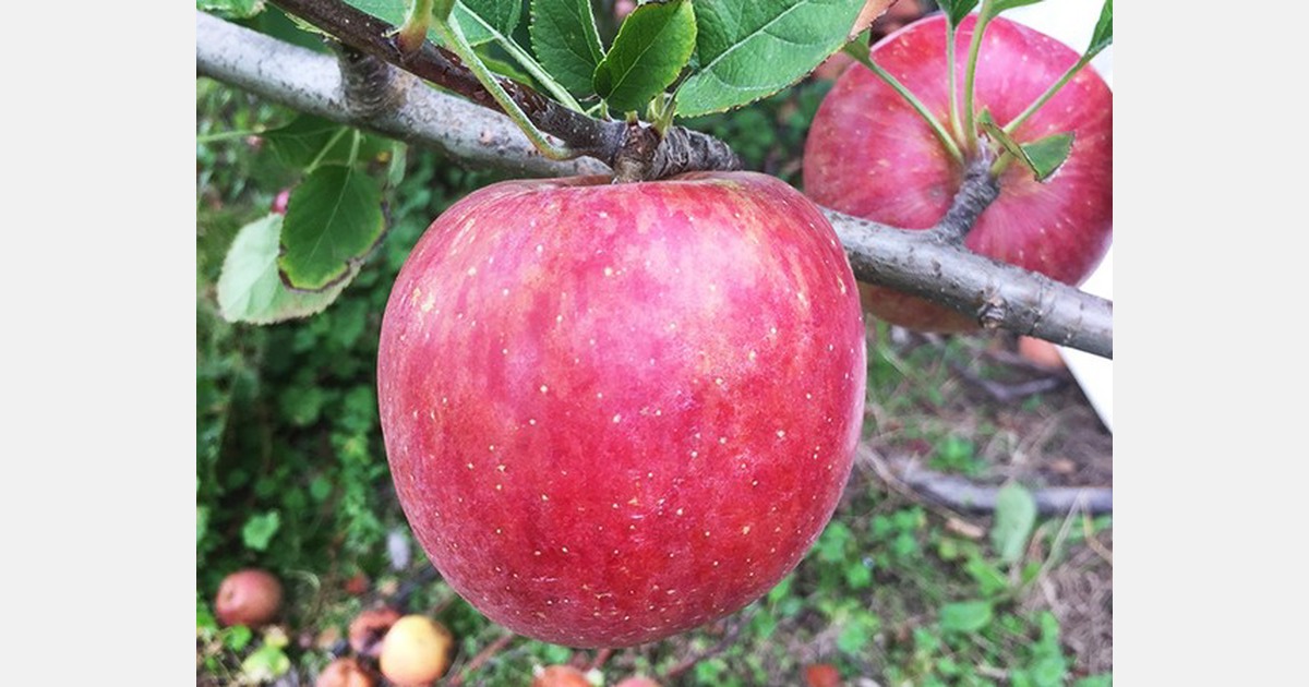 A look at New Zealand apples and pears