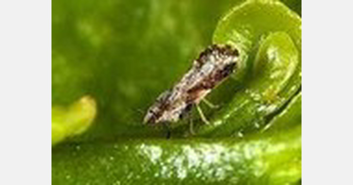 Newly arrived bug threatens Israel’s citrus industry