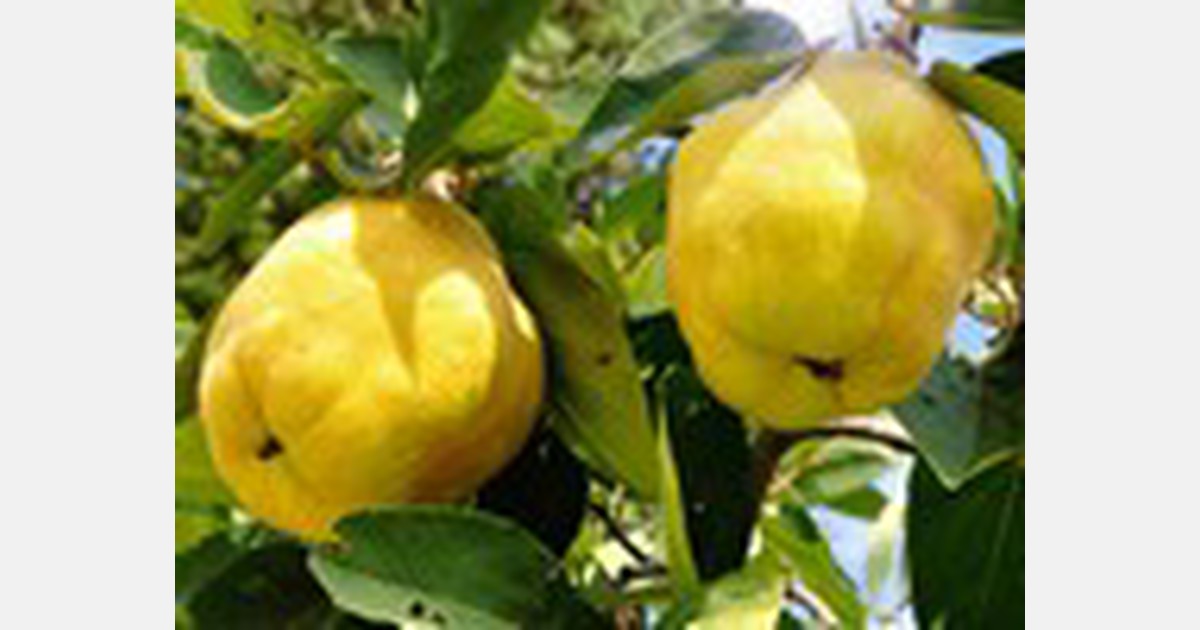 Quince is gaining popularity in Russia