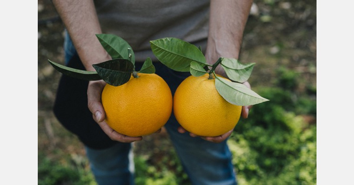 "Never before has a citrus fruit combined such notable size ...