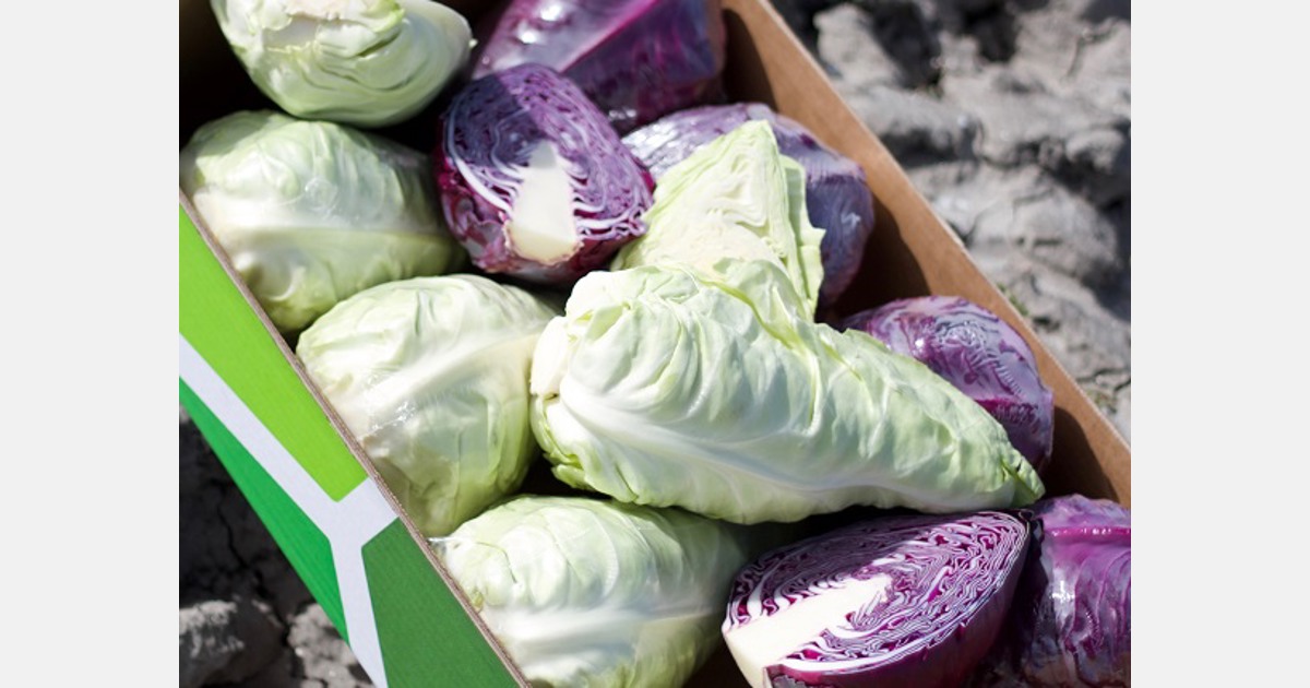 "Slightly higher pointed cabbage prices could be more easily maintained"