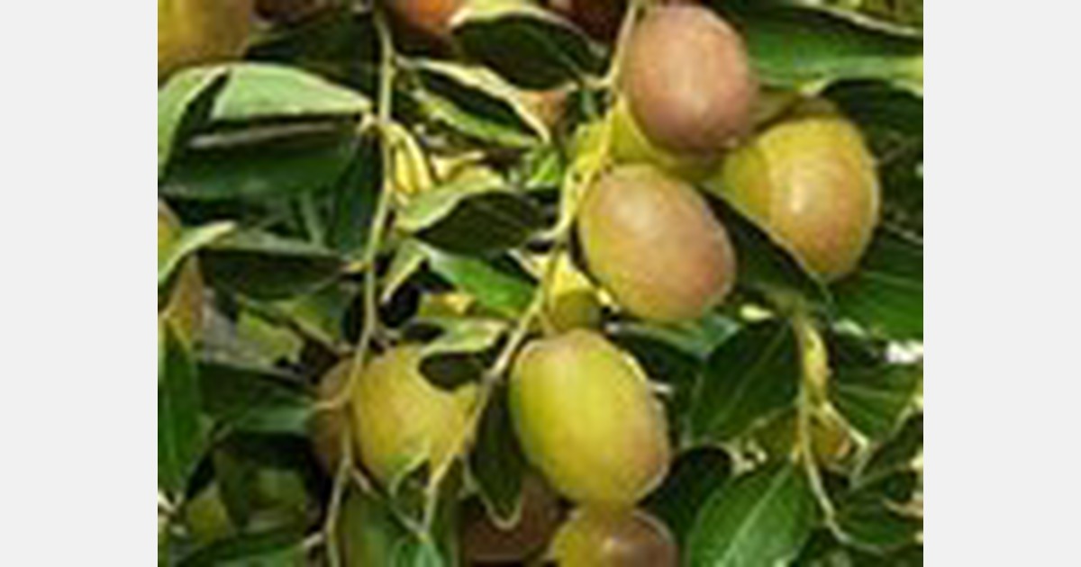 Pakistan: Jujube supplies down as last year’s heatwave takes toll