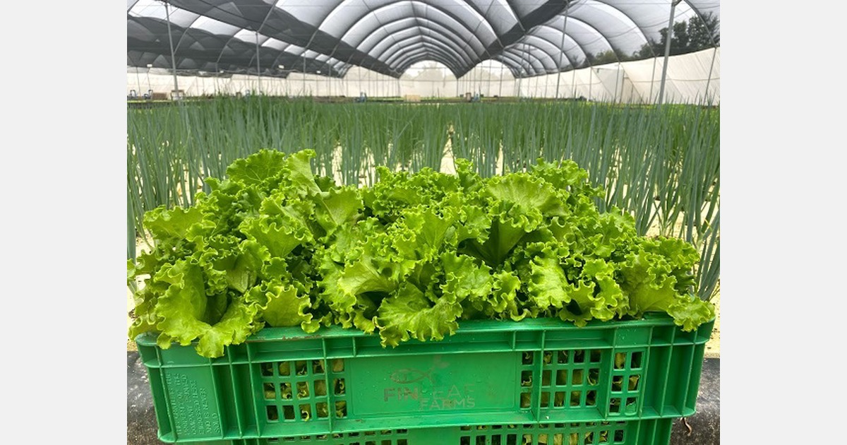 Commercial aquaponics farming academy: “If we don’t do it, no-one else ...