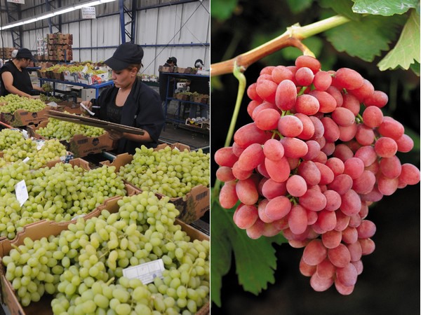 Shipments of Chilean grapes are steady despite continuing logistics ...