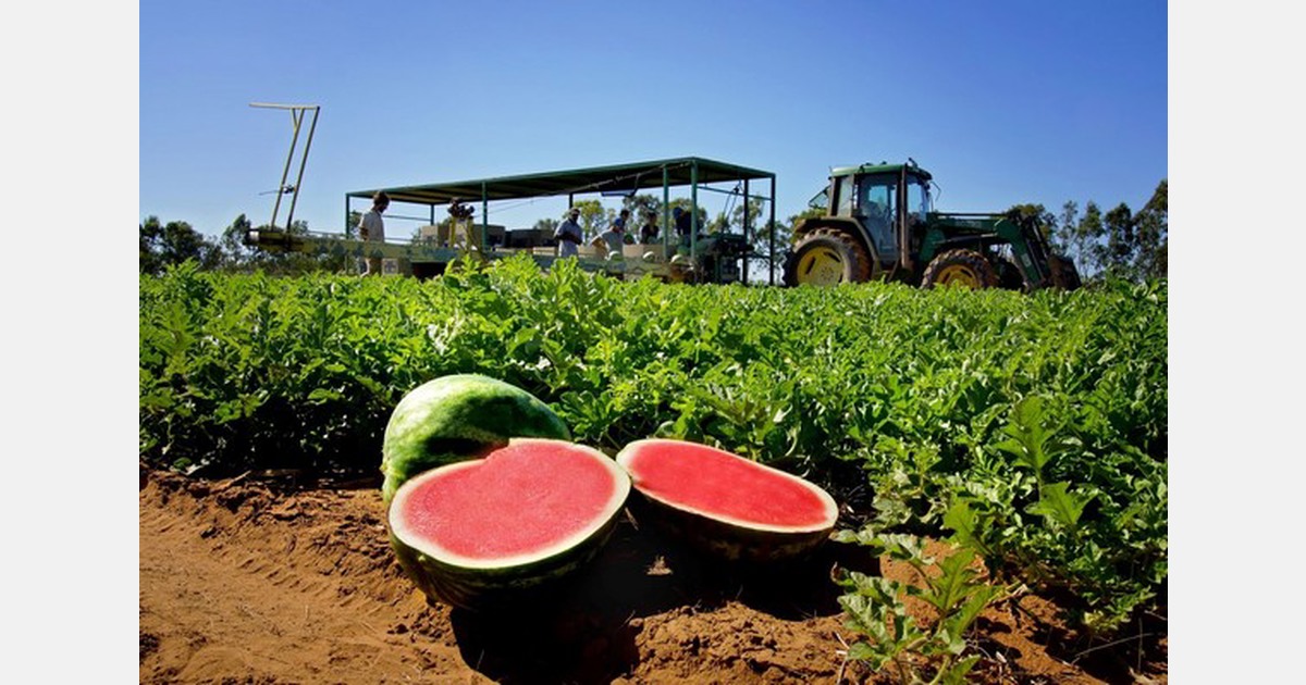 Biosecurity project launched to support Australian melon industry