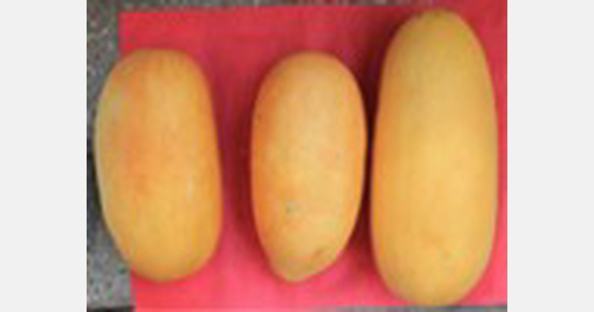 Kerala state organizes harvest fest to popularize snap melon