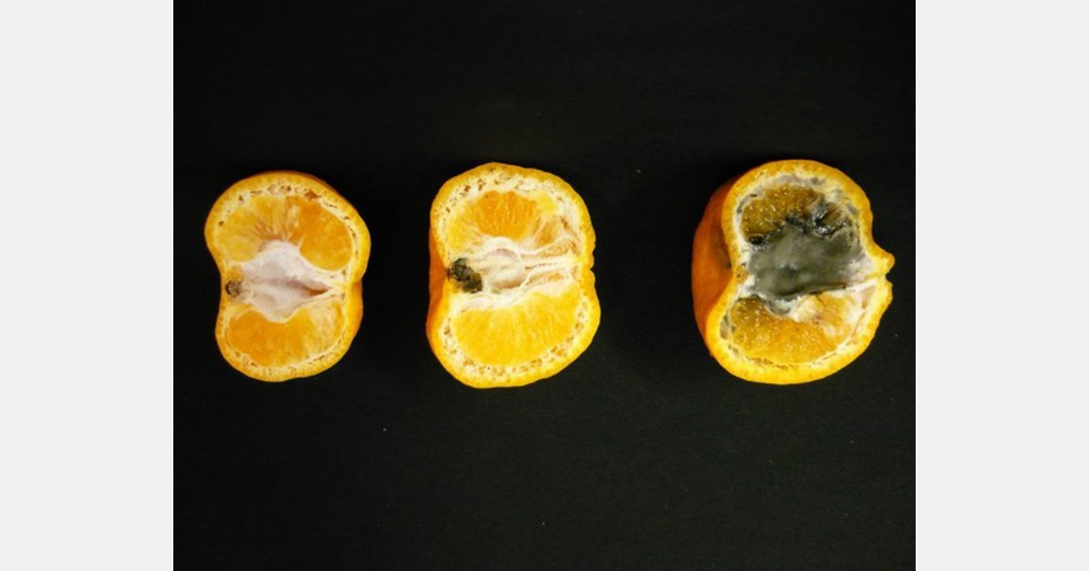 Integrated disease management of black core rot in citrus