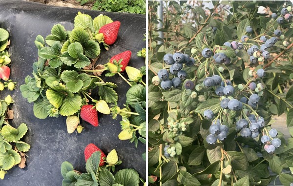 Giant berry volumes ahead