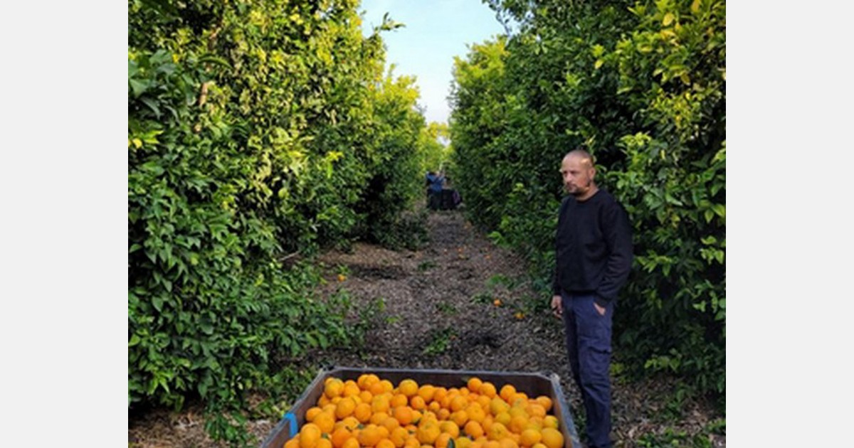 Israel citrus volumes to Europe lower than last year